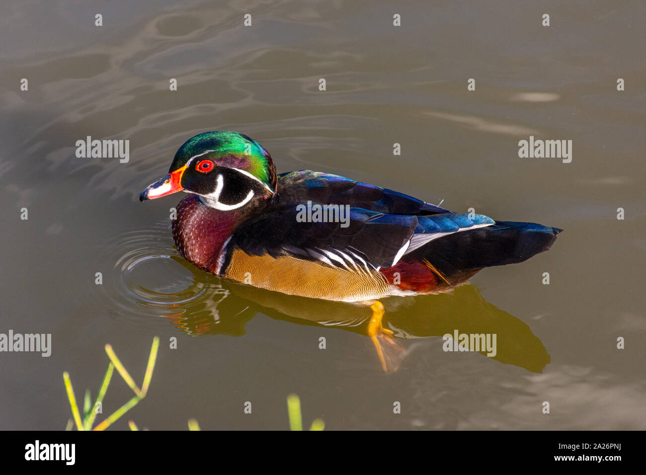 Multicolored duck hi-res stock photography and images - Alamy