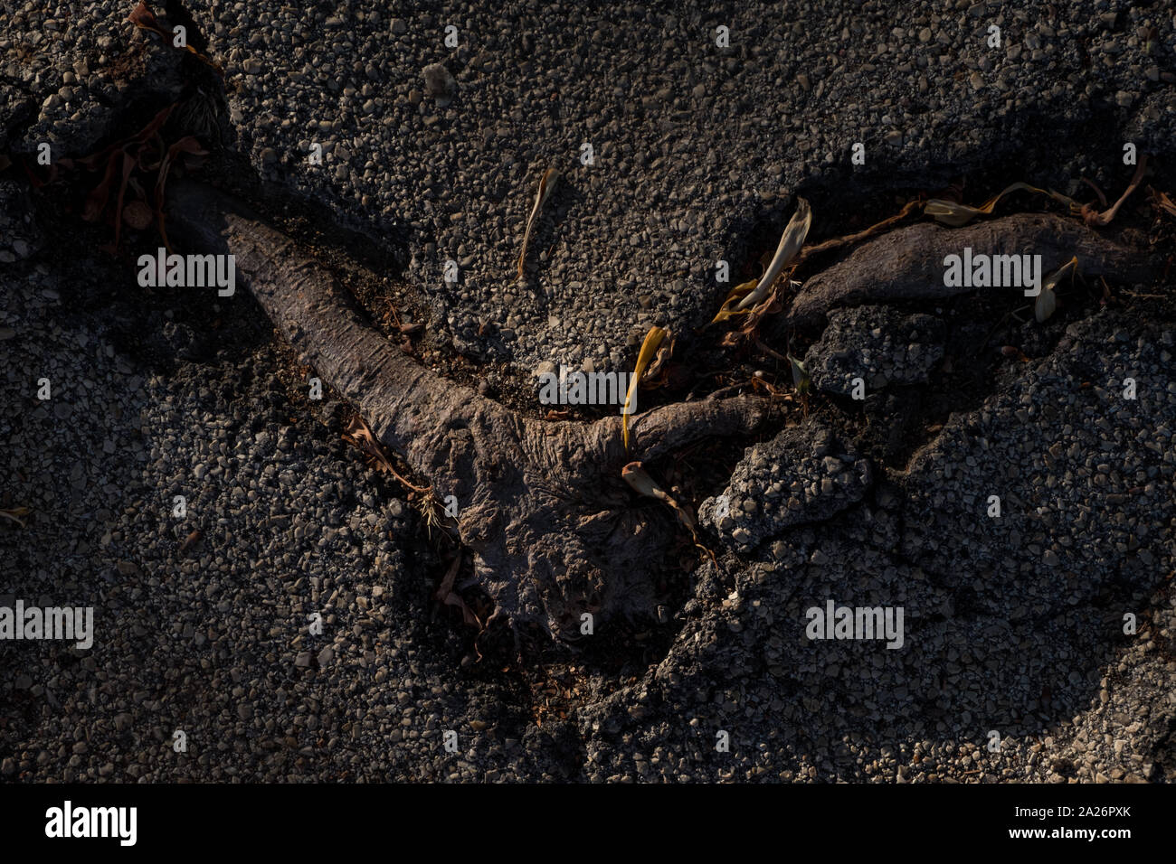 Tree root pavement hi-res stock photography and images - Alamy