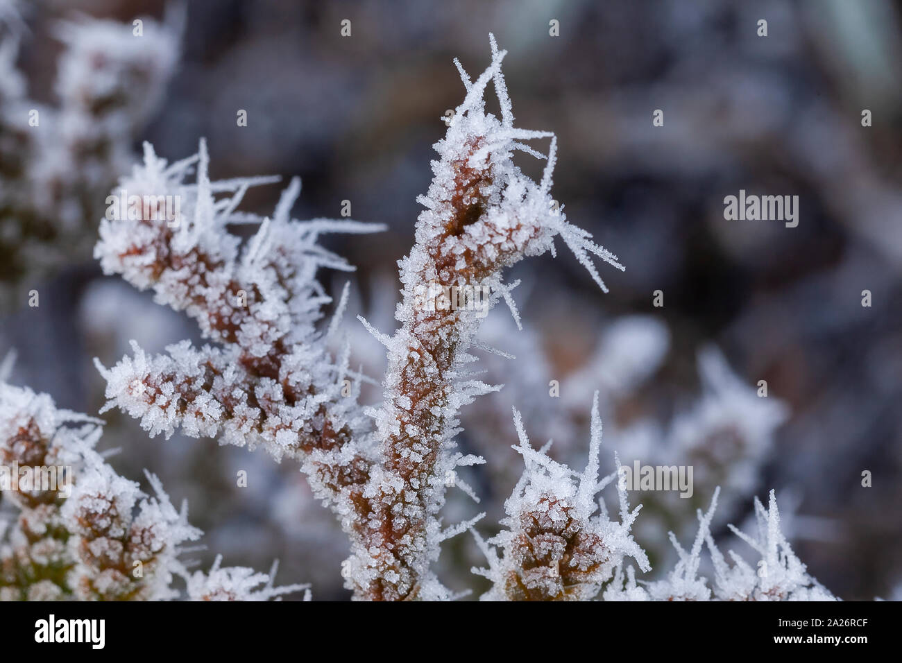 Ice crystals on a bare plant in winter. Seasonal rural garden scene ...