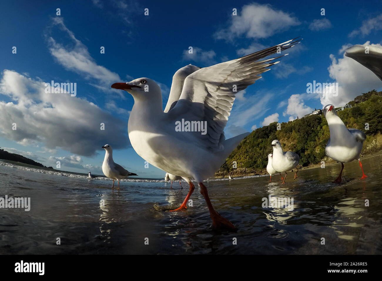 Seagulls close up in their habitat flying on the beach Stock Photo - Alamy
