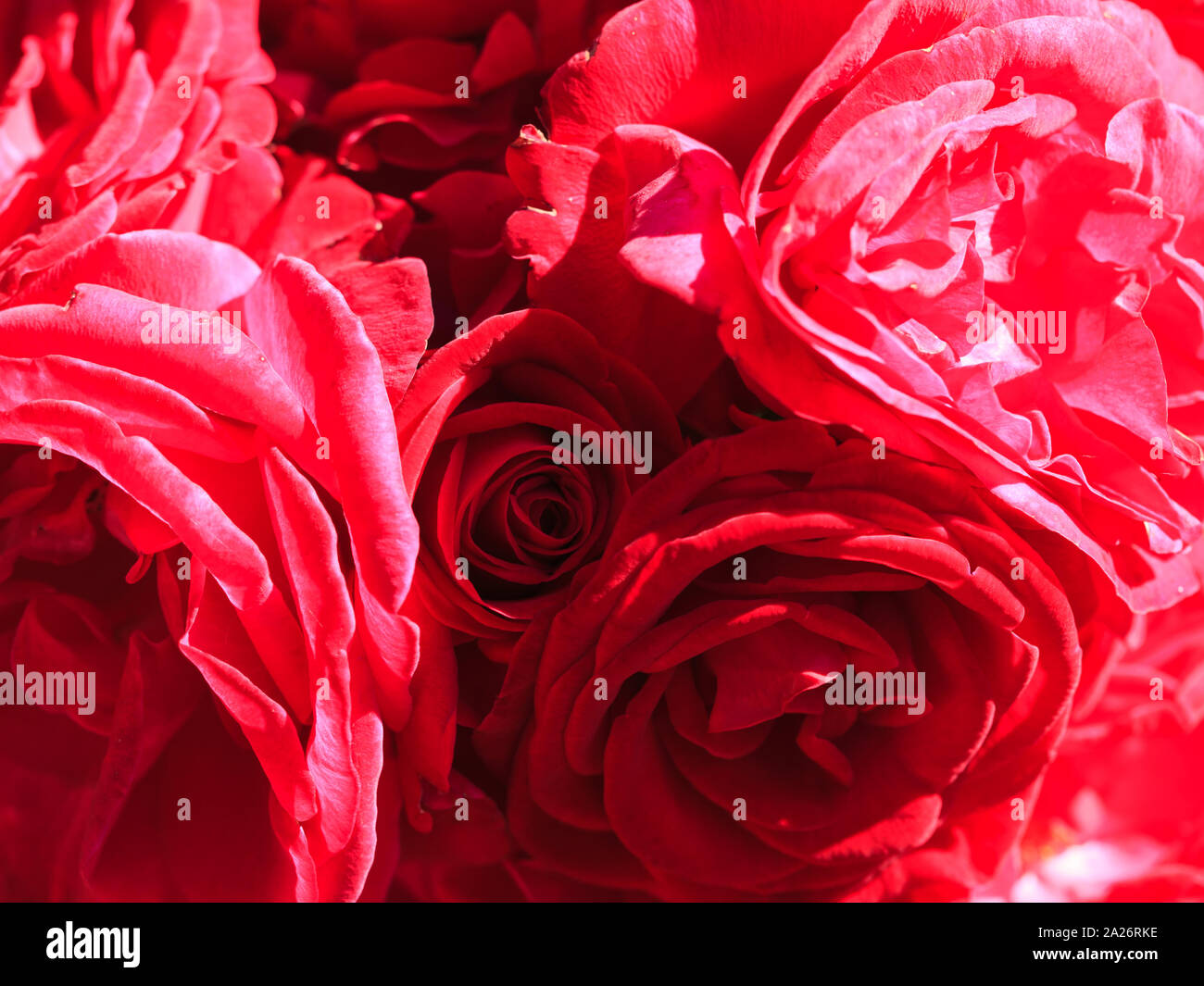 Colorful, beautiful, delicate rose in the garden. Red Rose. Natural ...