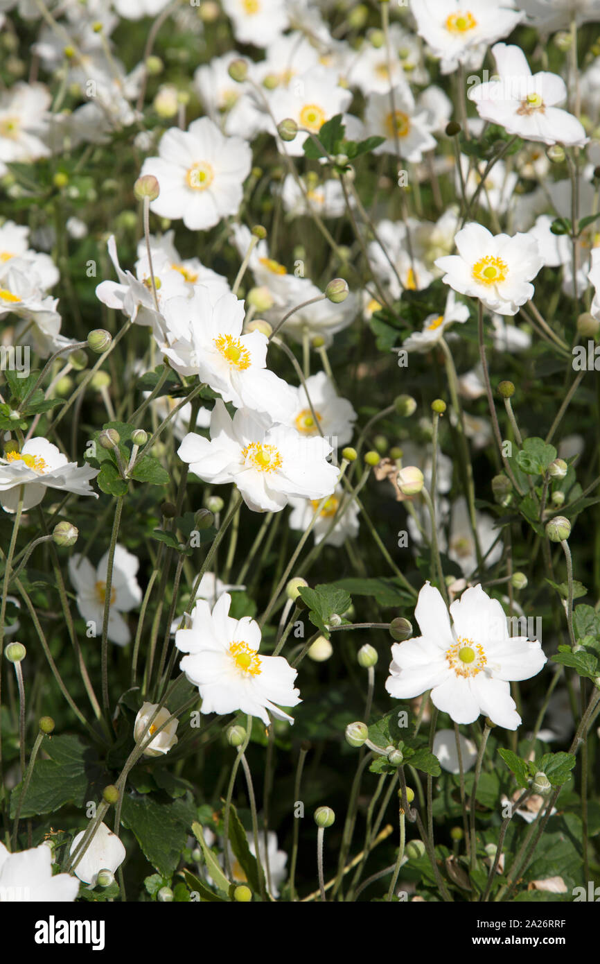 White flowering shrub in the Palace Garden, Wawal Palace, Krakow ...