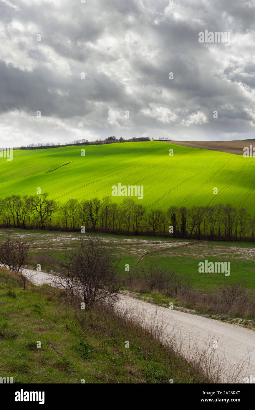 Spring rural landscape, green fields of wheat and cloudy sky Stock ...