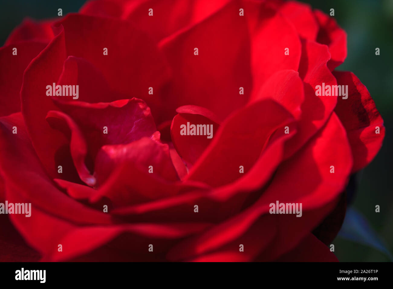 Colorful, beautiful, delicate rose in the garden. Red Rose. Natural ...