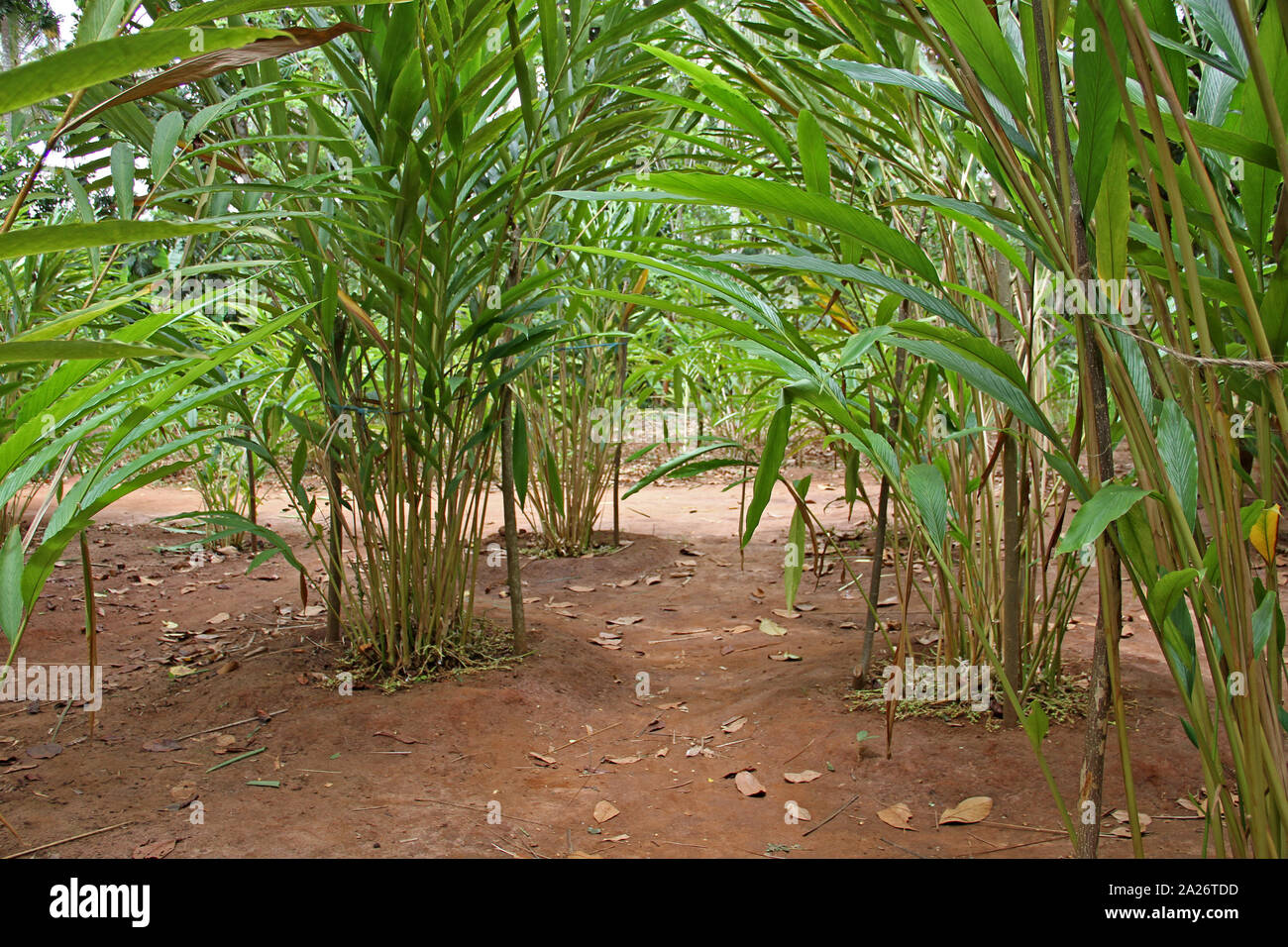 Cardamom plantation hi-res stock photography and images - Alamy