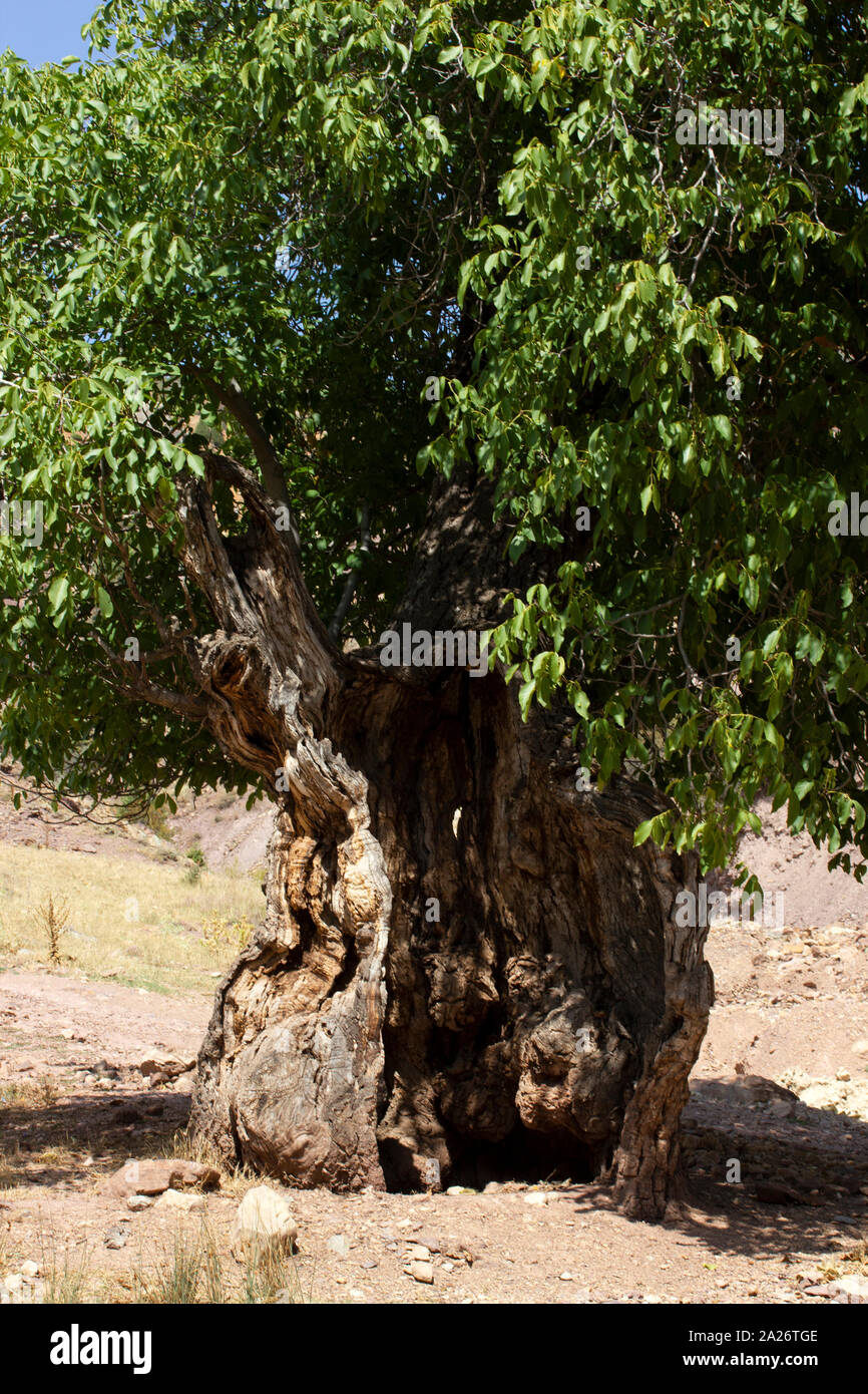 Old world walnut hi-res stock photography and images - Alamy