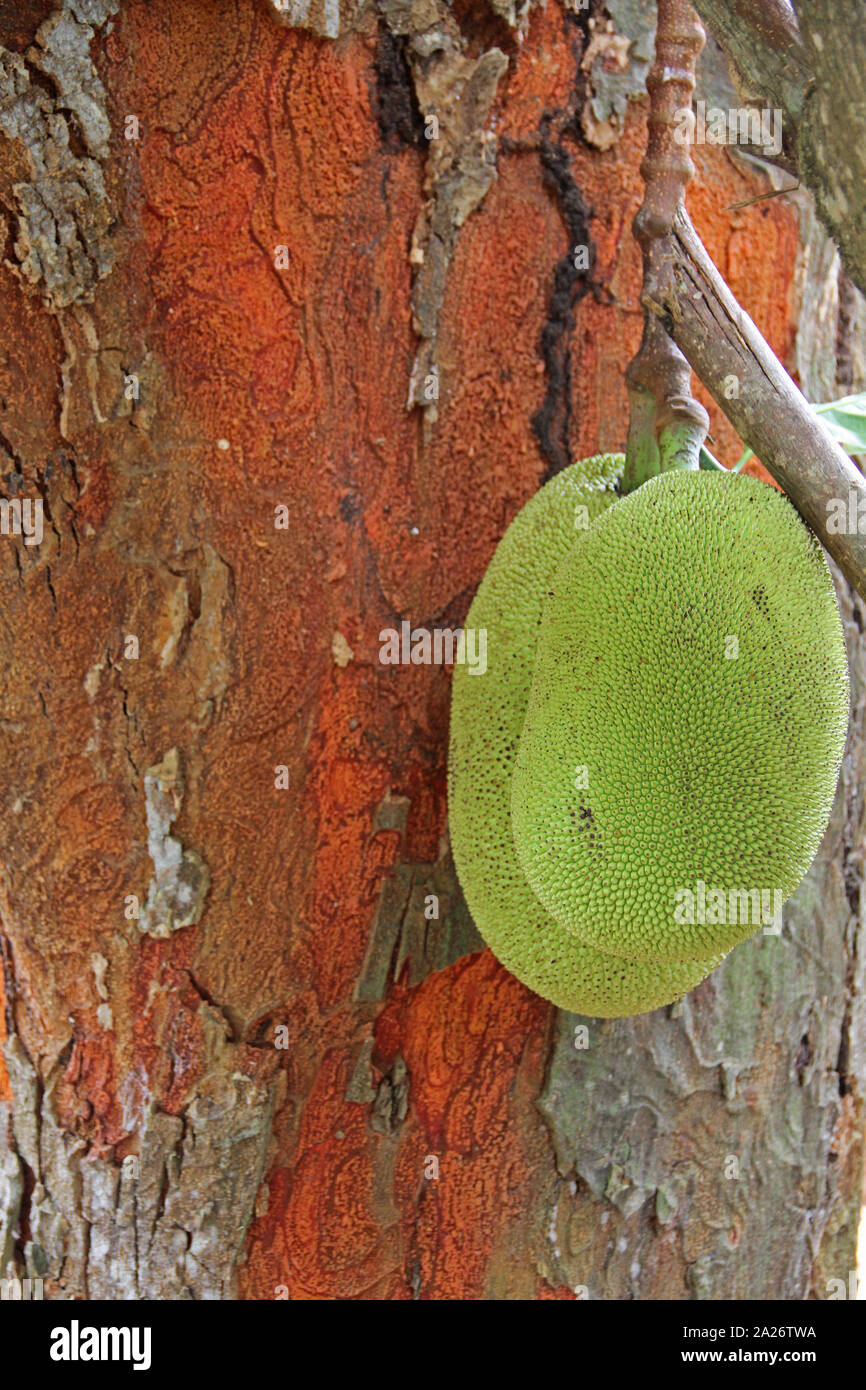 African jackfruit tree hi-res stock photography and images - Alamy