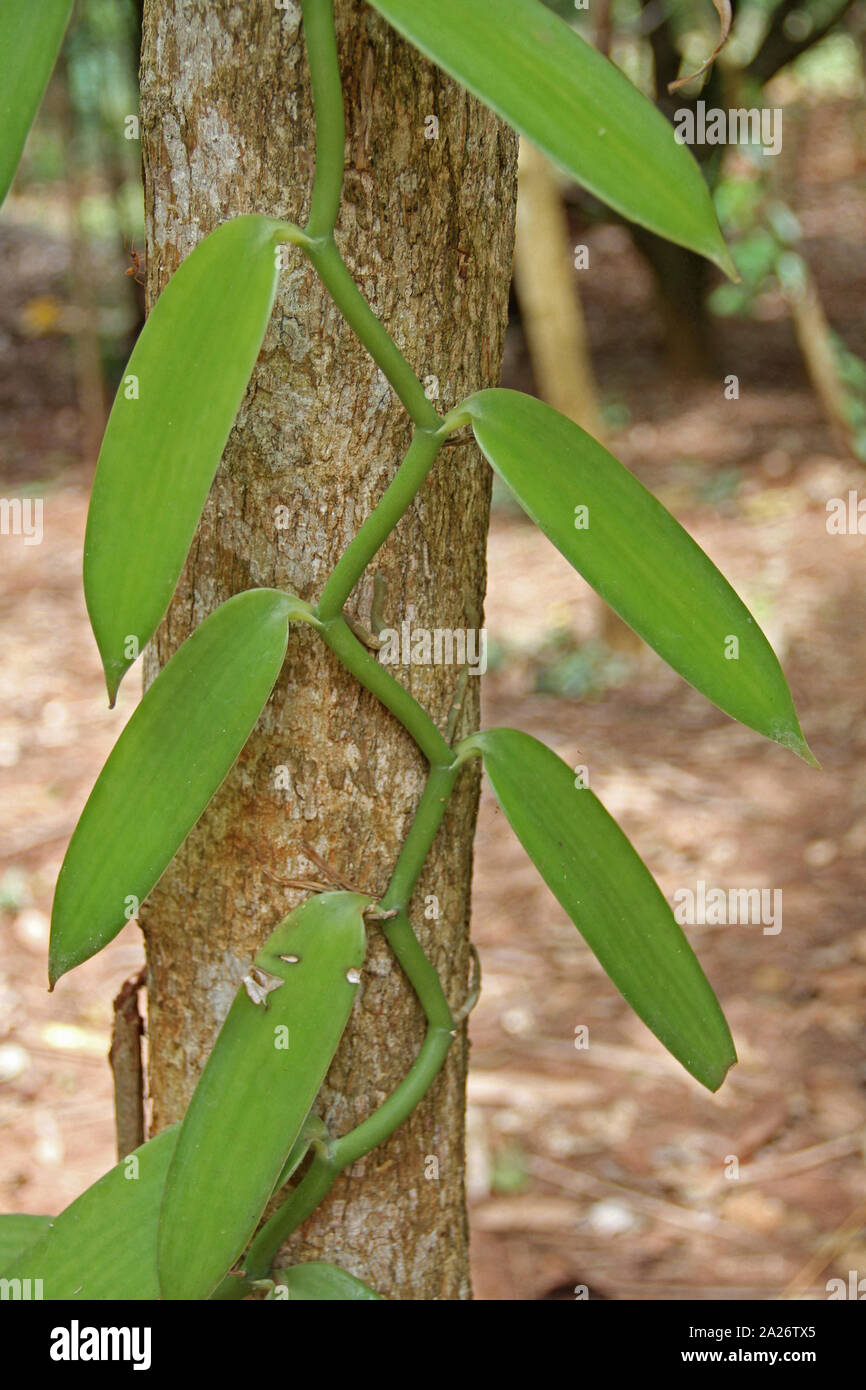Vanilla pods on tree hi-res stock photography and images - Alamy
