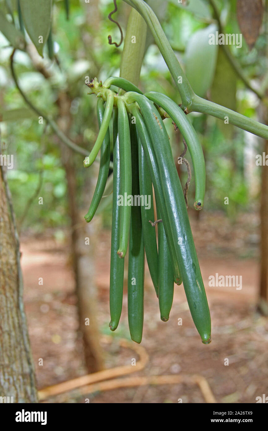 Vanilla pods on tree hi-res stock photography and images - Alamy