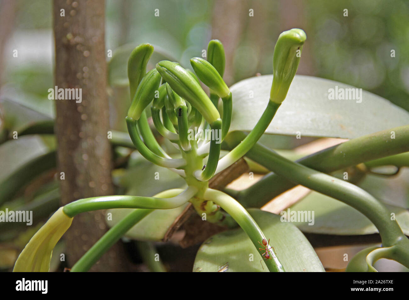 Vanilla pods on tree hi-res stock photography and images - Alamy