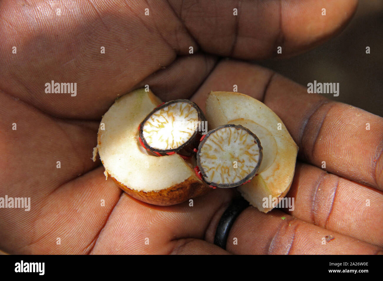 African man holding two cut open halves of a nutmeg fruit half with the ...