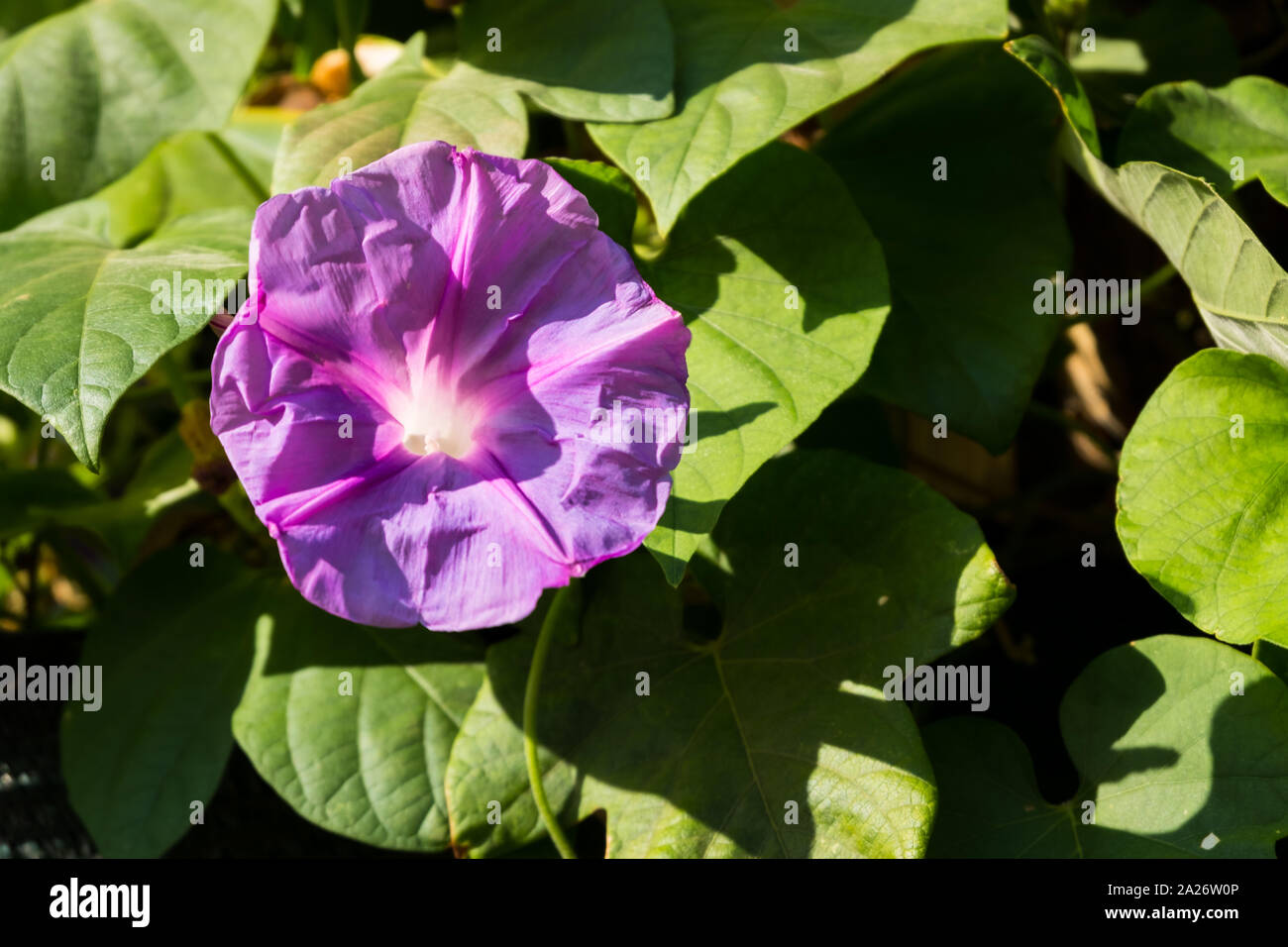 Beautiful flower of intense color redeemed Stock Photo - Alamy