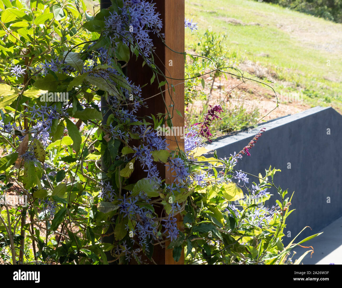 Fake Wisteria High Resolution Stock Photography and Images - Alamy