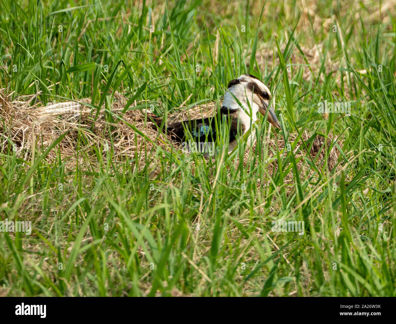 Australian native Bird, Kookaburra, very focused, hunting something to ...