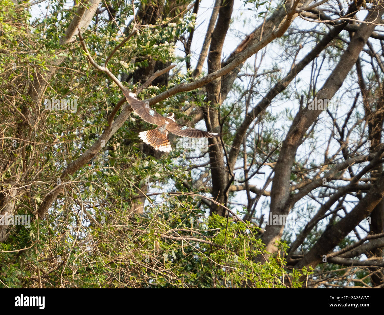 Australian native birds, Kookaburra flying, Brown white and blue ...