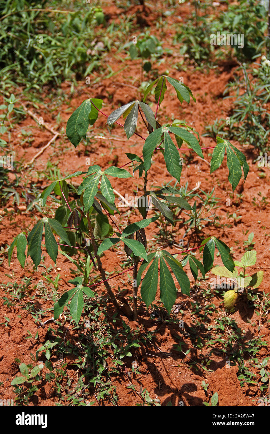 Cassava tree growing in plantation, Spice farm, Zanzibar, Unguja Island ...