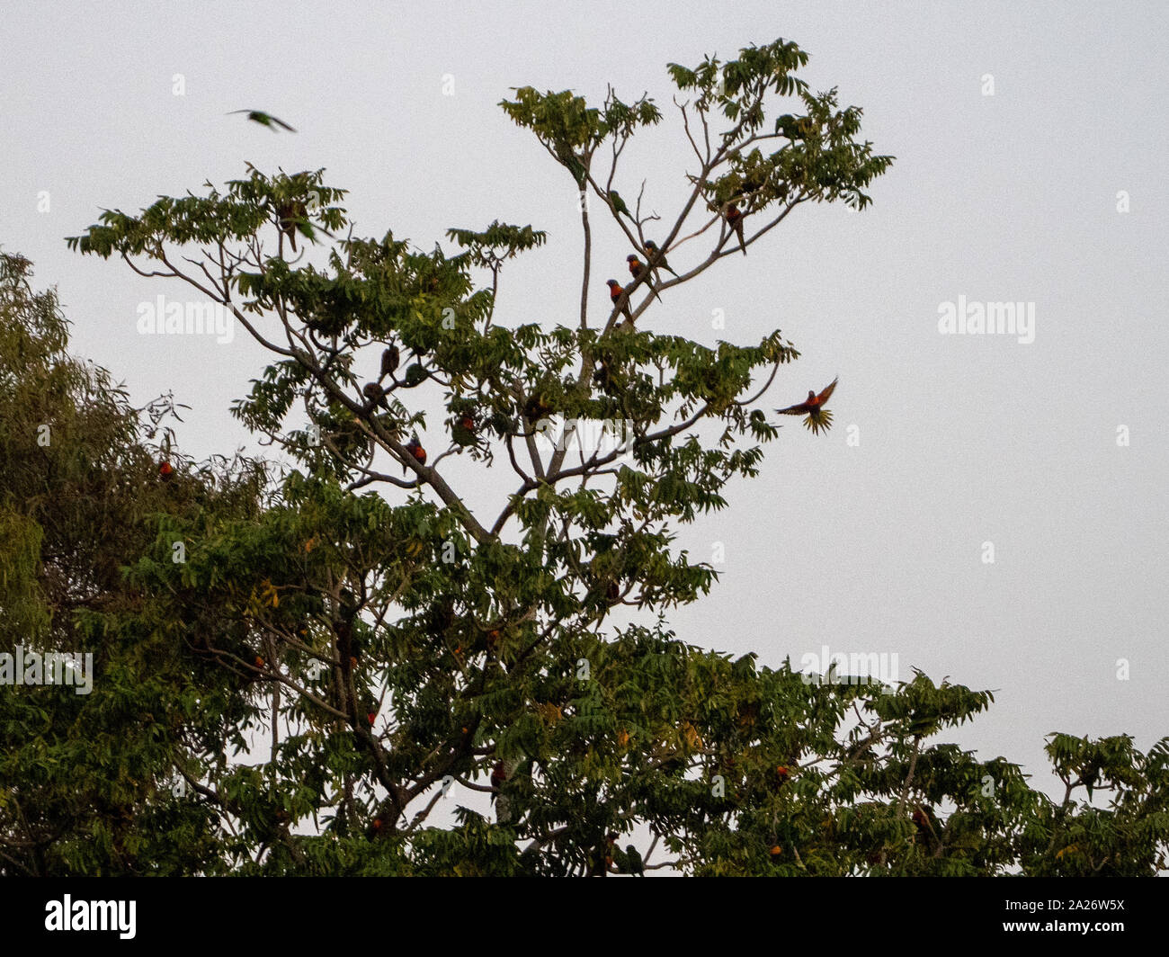 Australian birds, a large flock of Rainbow Lorikeets, brightly coloured ...