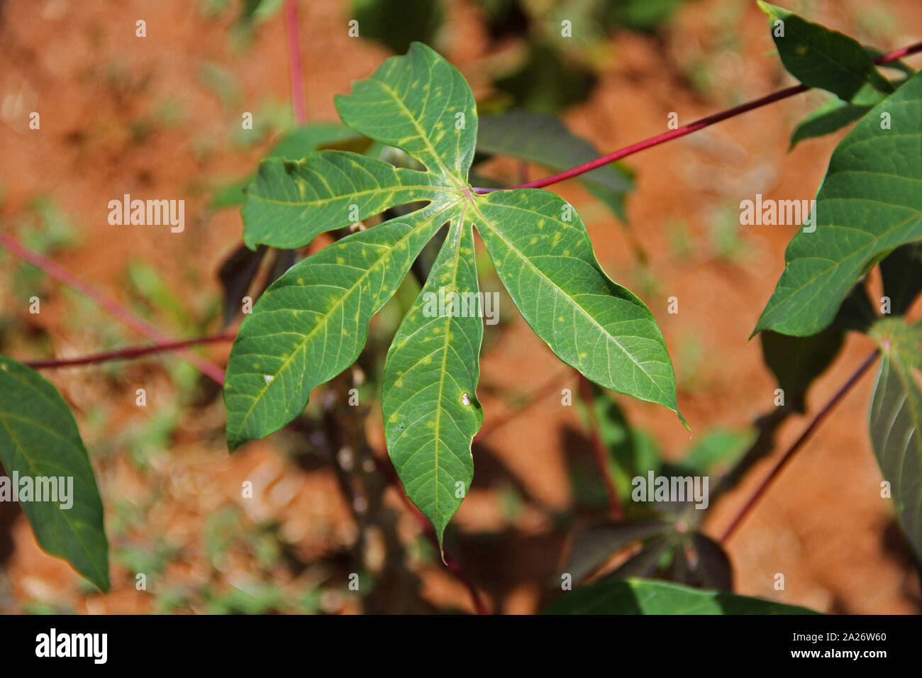 Cassava tree hi-res stock photography and images - Alamy