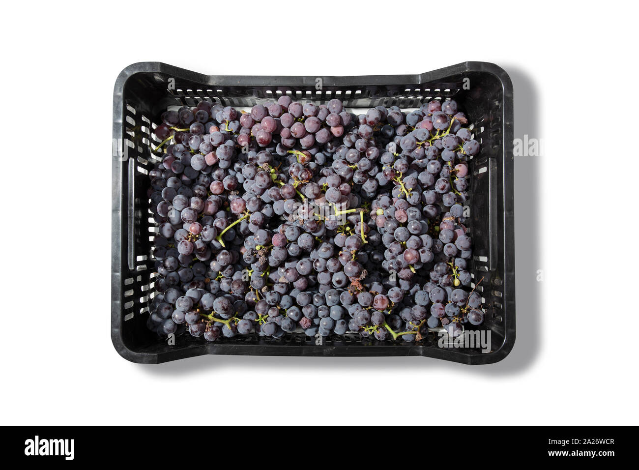 Crate with fresh grapes. Grapevine in box. Winery industry Stock Photo ...