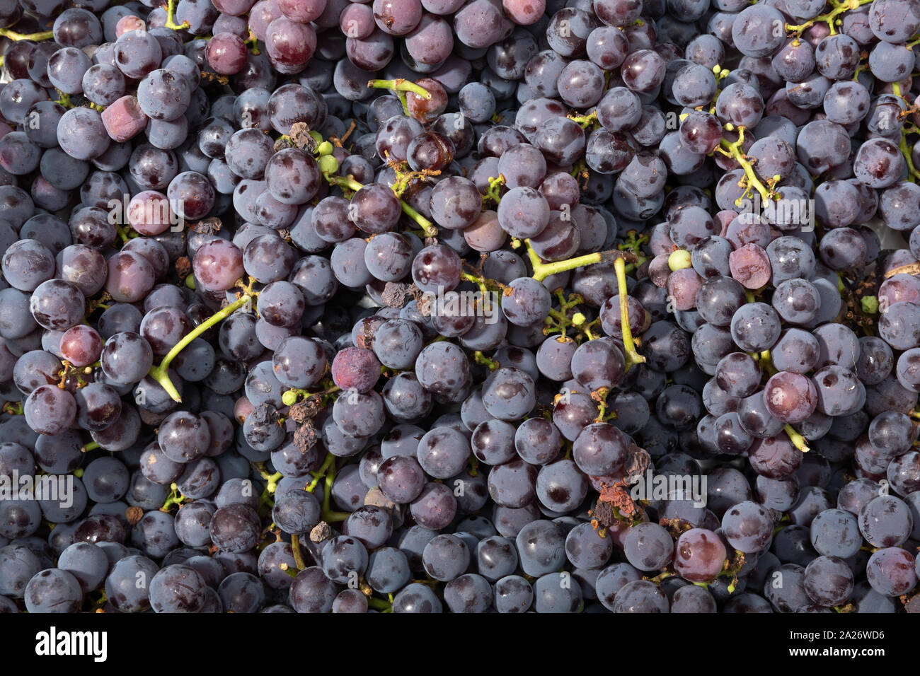 Fresh red grapes background. Grapevine backdrop Stock Photo - Alamy