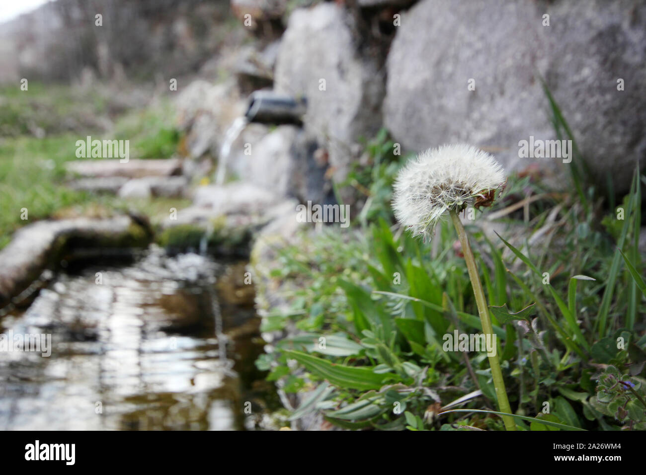 Dandelion water feature hi-res stock photography and images - Alamy