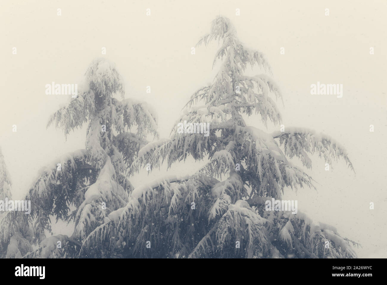 Winter landscape, pine trees in the fog Stock Photo - Alamy