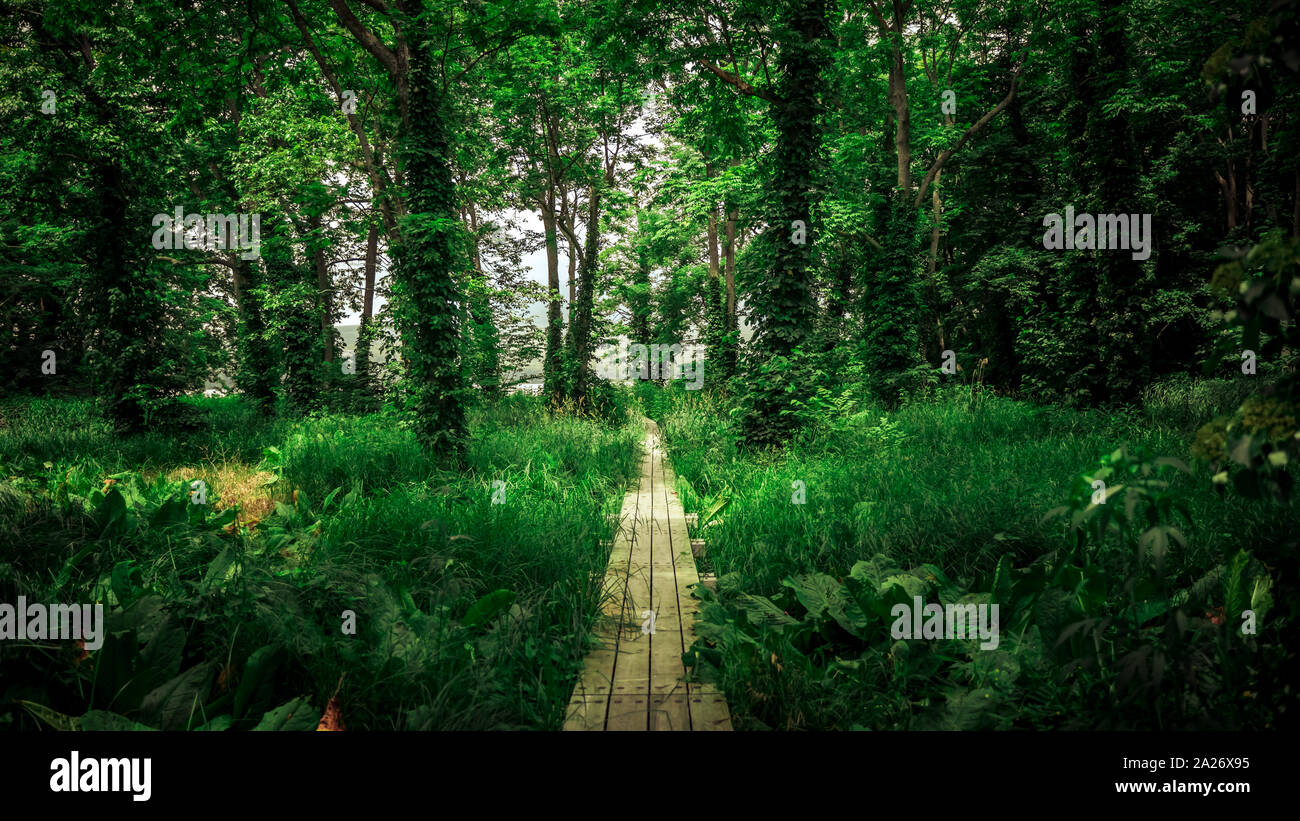 small path in forest at japan Stock Photo - Alamy