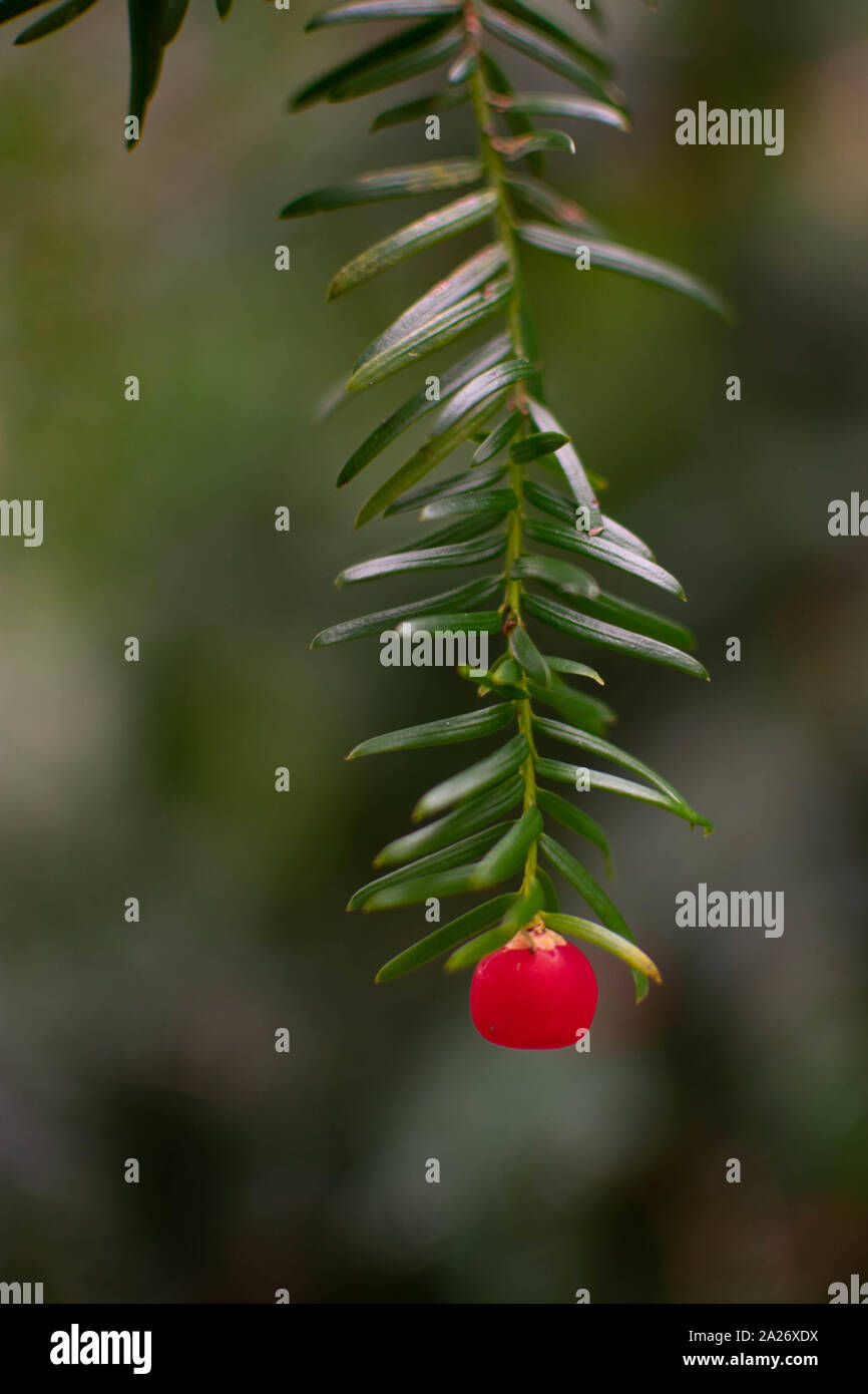 Hanging down from the branches of a tree hi-res stock photography and ...