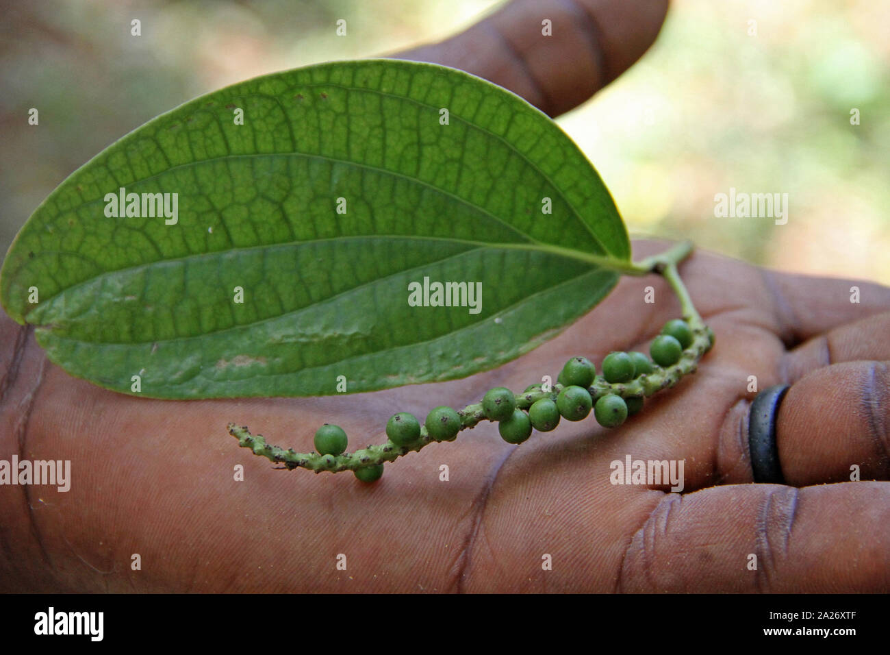 Pepper corn leaf and green peppercorns on African man's hand, Piper ...