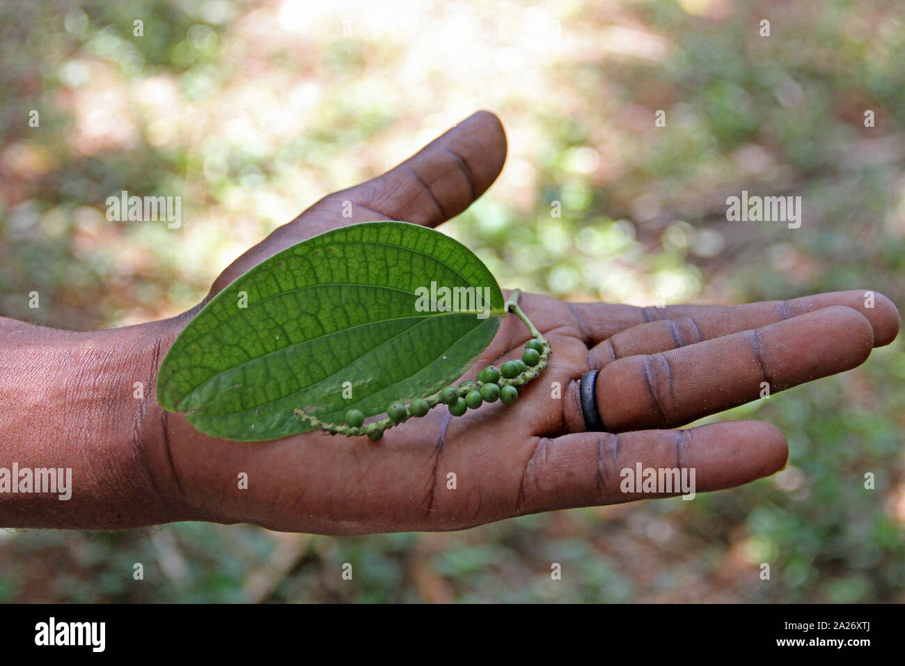 Pepper corn leaf and green peppercorns on African man's hand, Piper ...