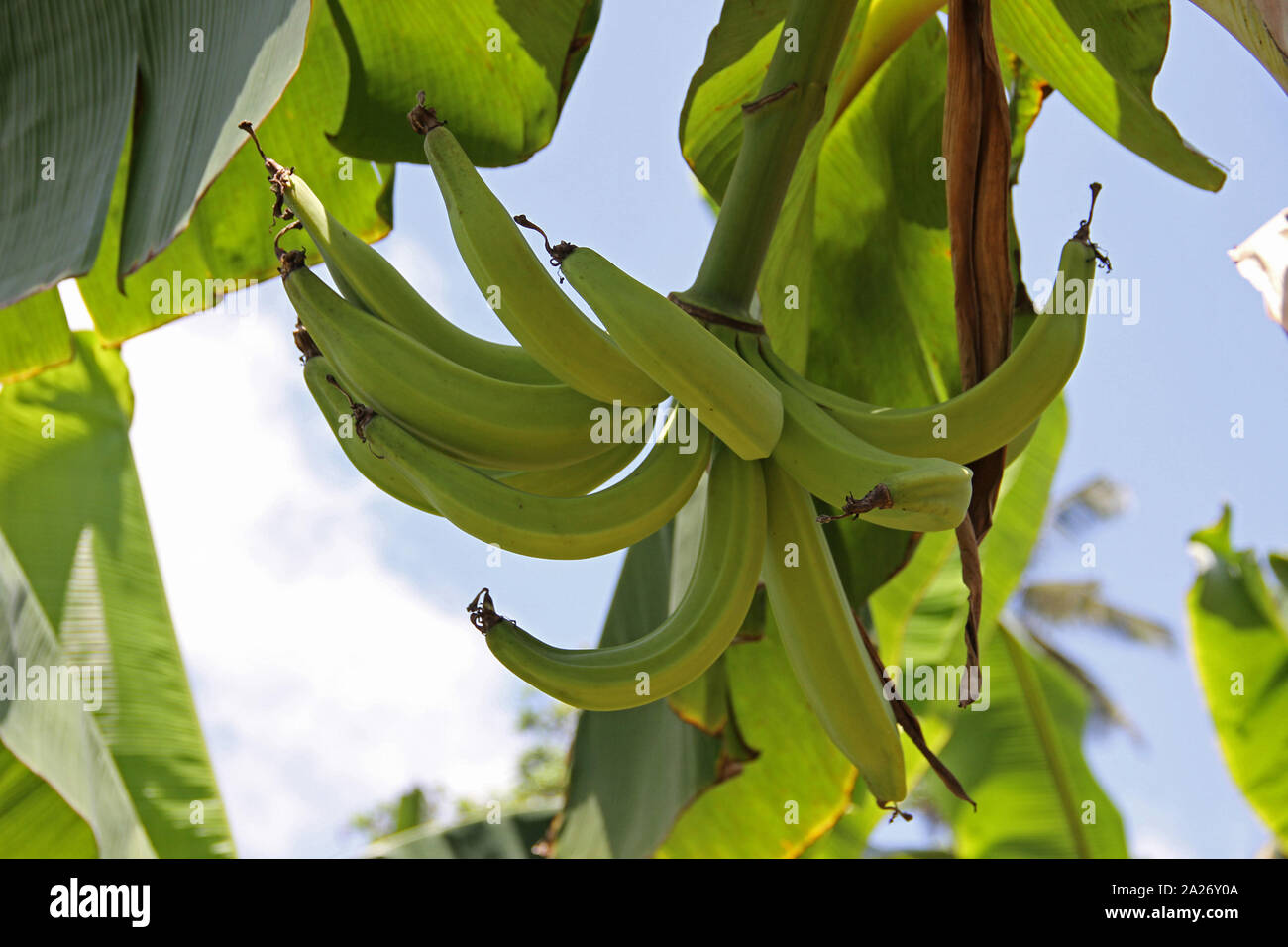 Bananas growing on trees hi-res stock photography and images - Alamy