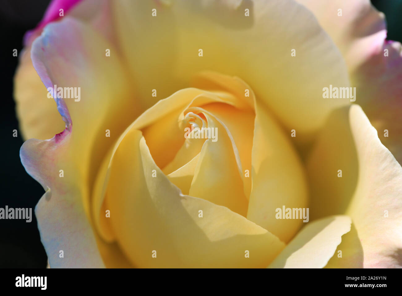 Colorful, beautiful, delicate rose in the garden. Yellow tea rose ...