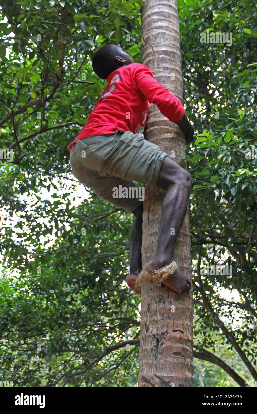 Man climbing up a coconut palm Tree fetching a coconut, using rope at ...