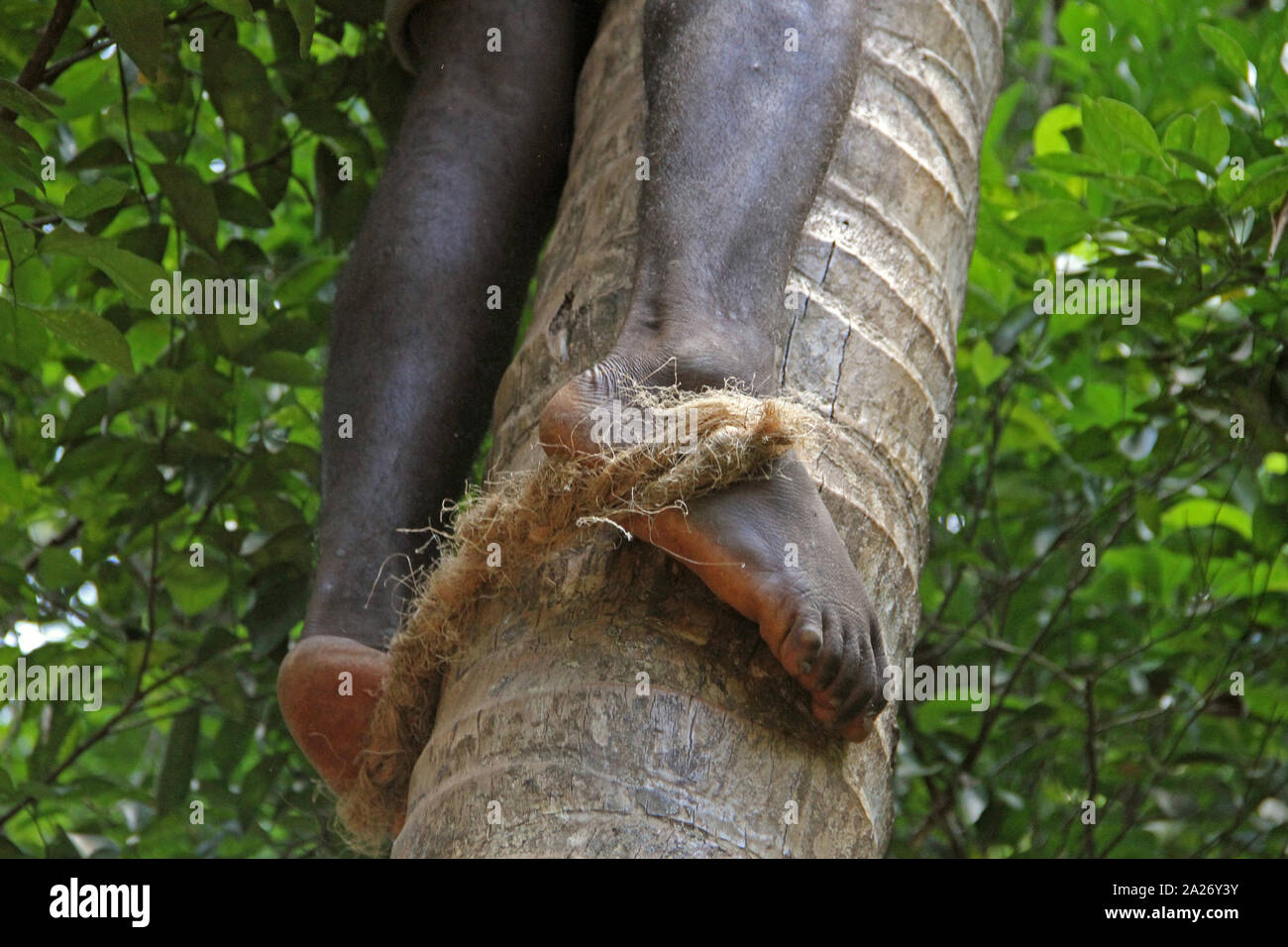 Man climbing up a coconut palm Tree fetching a coconut, Cocos nucifera ...