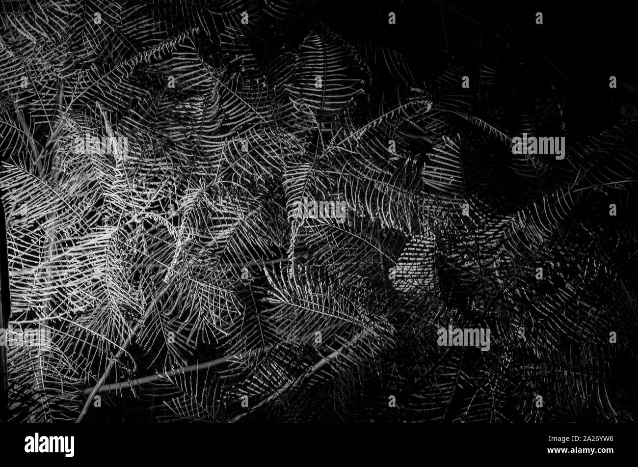 Tropical plant details Black and White Stock Photos & Images - Alamy