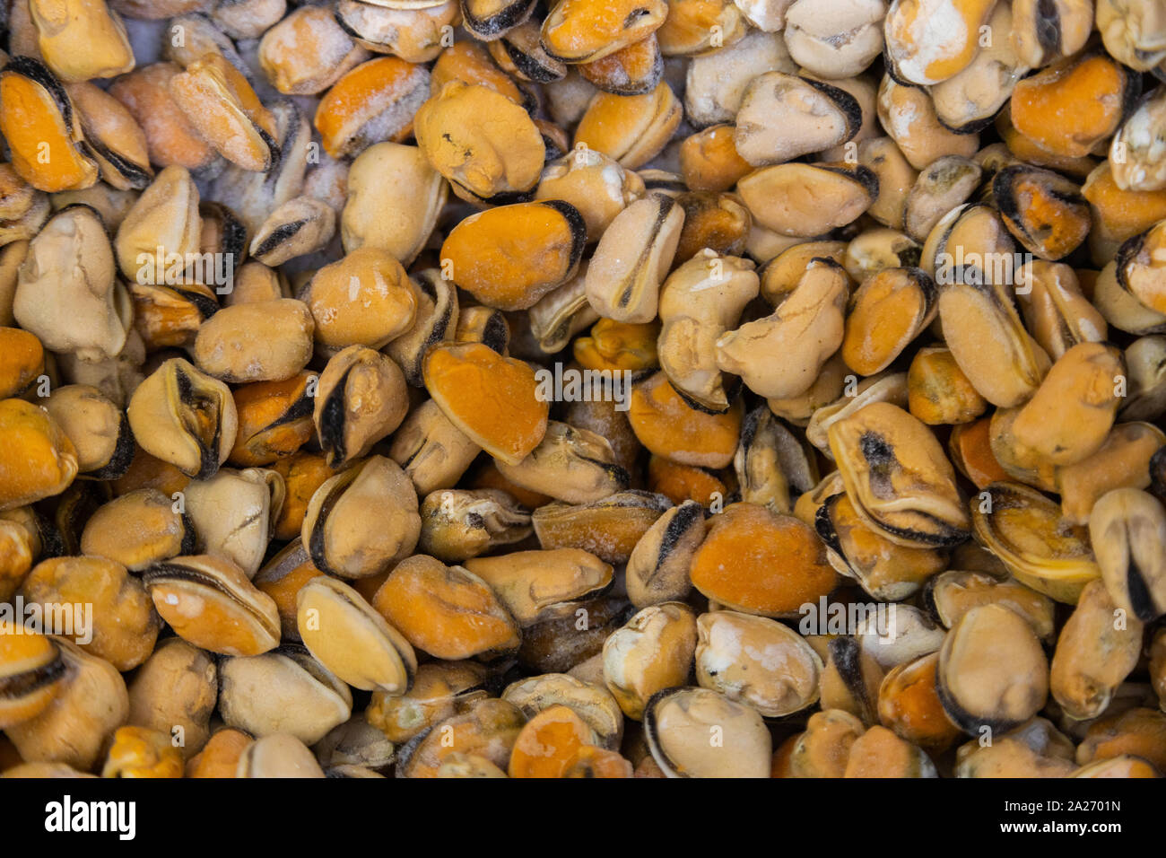 Molluscs High Resolution Stock Photography and Images - Alamy