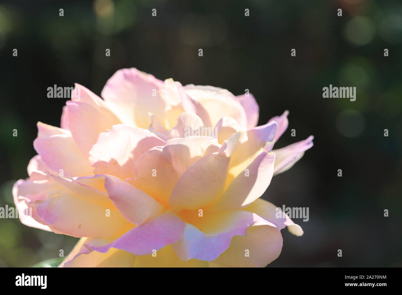 Colorful, beautiful, delicate rose in the garden. Yellow tea rose ...