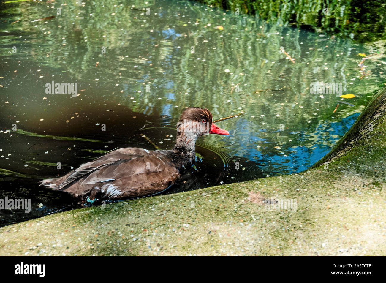 A medium sized juvenile male wood duck wearing mottled plumage from ...