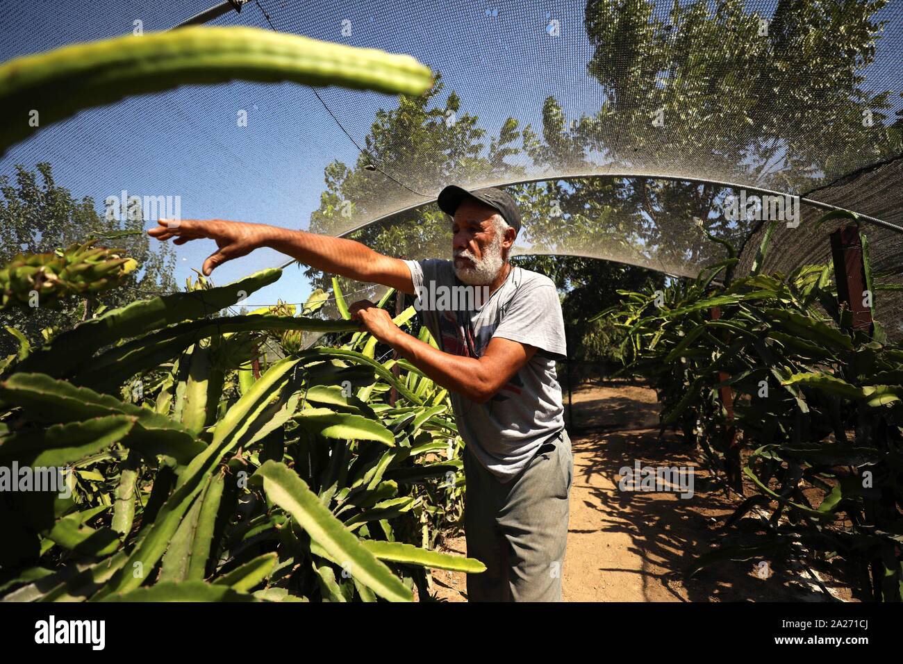 Beit Hanoun, Gaza Strip, Palestinian Territory. 1st Oct, 2019. A ...