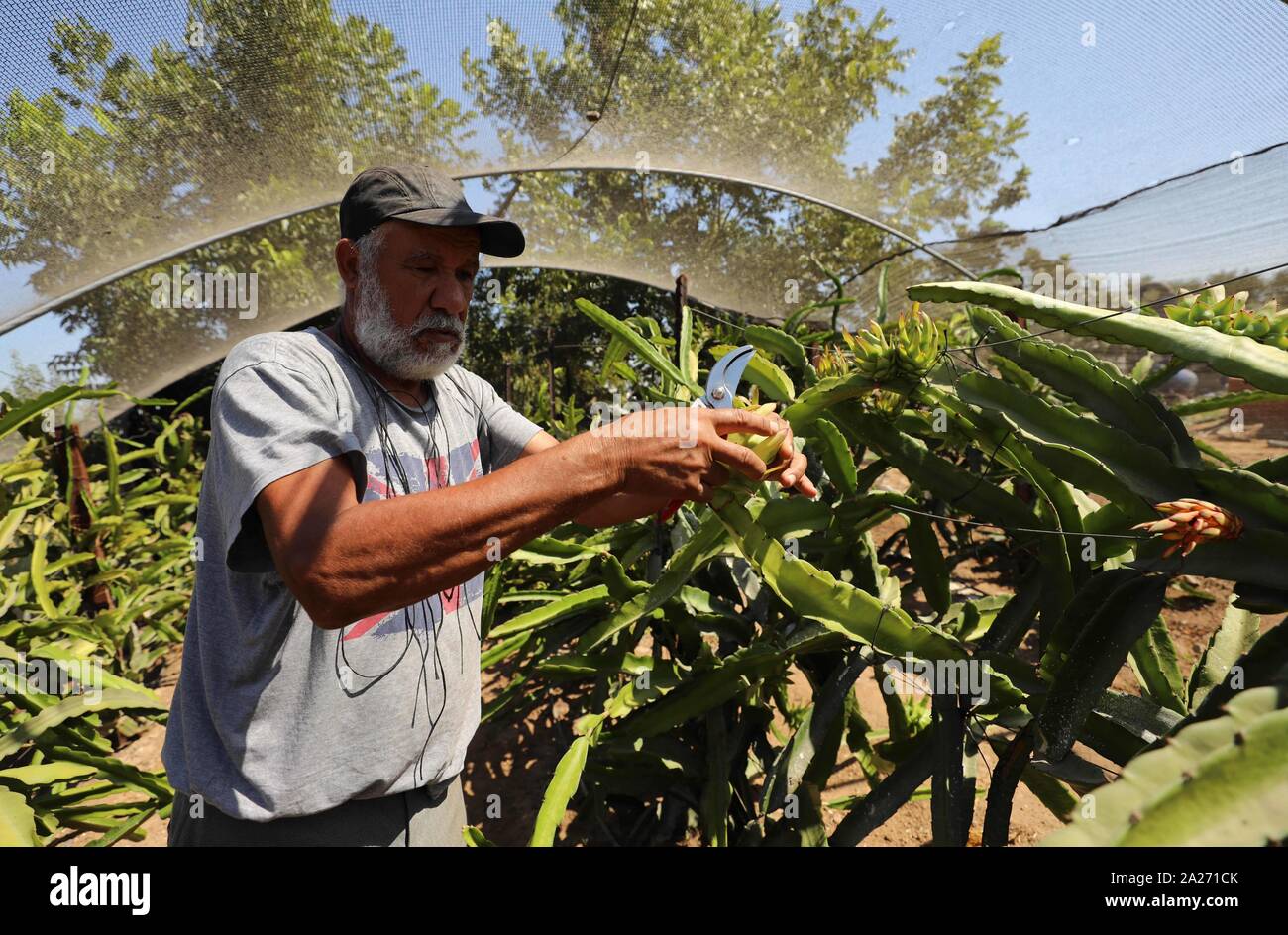Beit Hanoun, Gaza Strip, Palestinian Territory. 1st Oct, 2019. A ...
