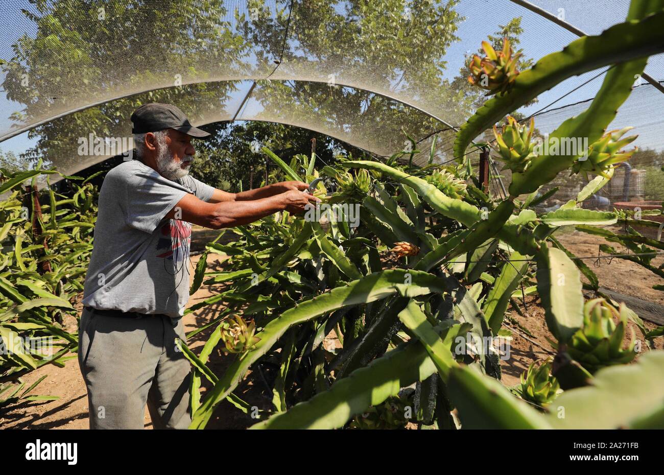 Beit Hanoun, Gaza Strip, Palestinian Territory. 1st Oct, 2019. A ...