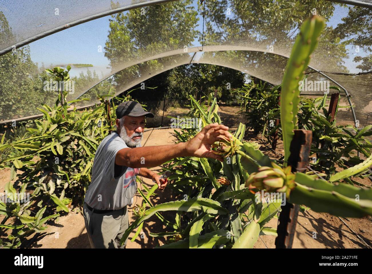 Beit Hanoun, Gaza Strip, Palestinian Territory. 1st Oct, 2019. A ...