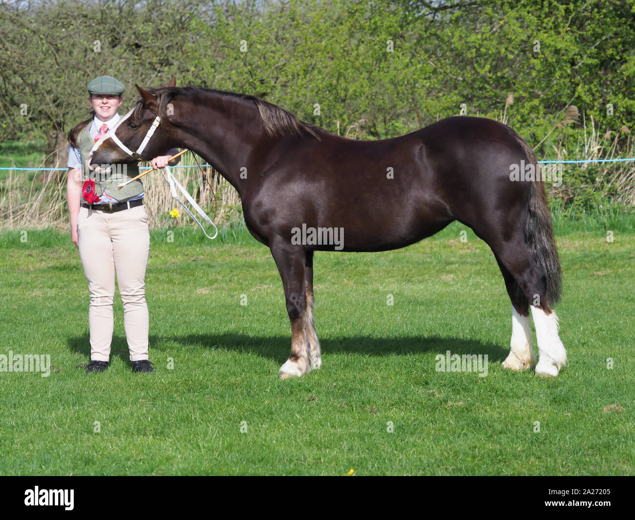 A well turned out Welsh Section C pony and handler in the show ring ...