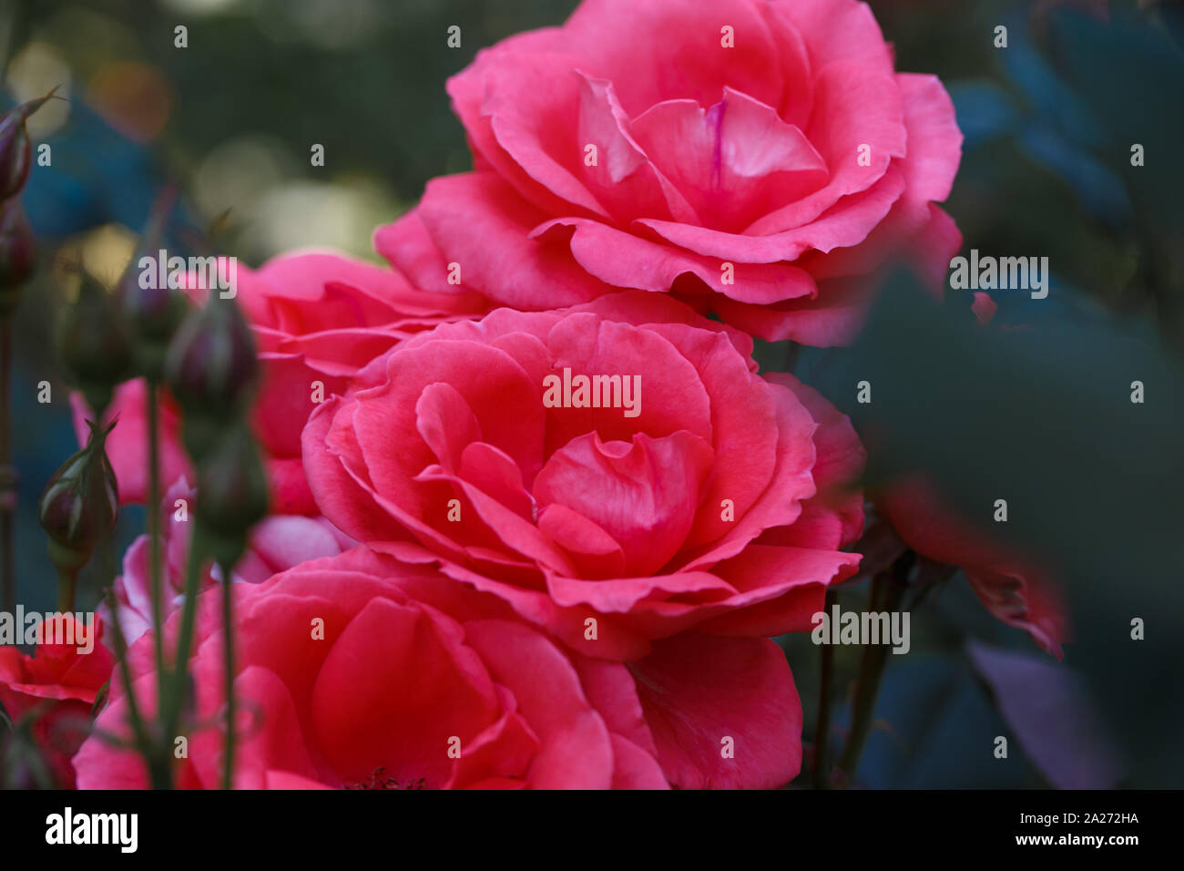 Colorful, beautiful, delicate rose in the garden. Red Rose. Natural ...