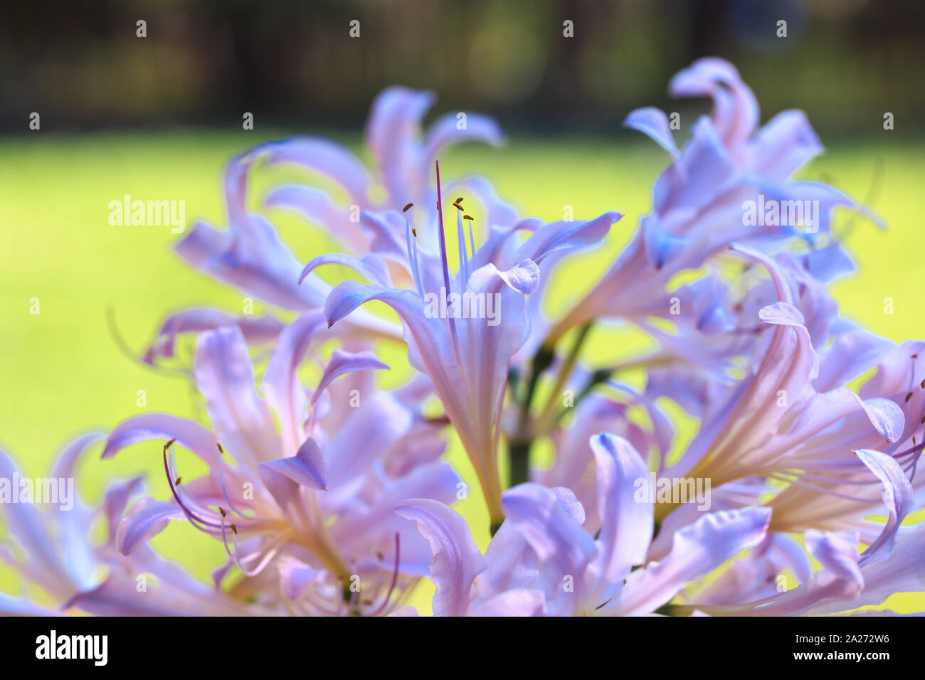 Delicate background with flowers bells. Spring pastel background, calm ...