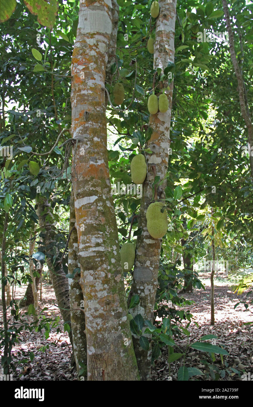 African jackfruit tree hi-res stock photography and images - Alamy
