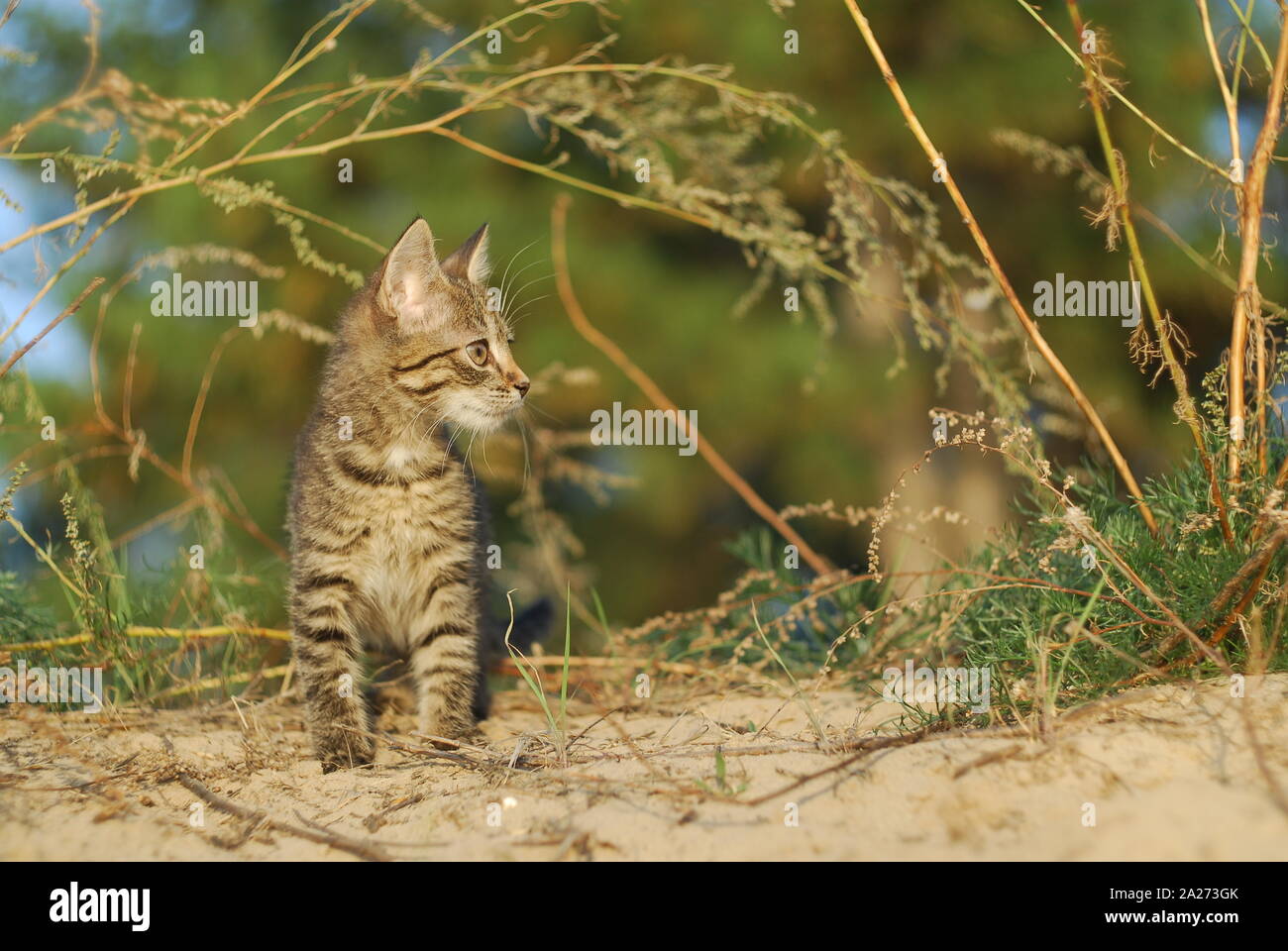 adorable meowing tabby kitten outdoors Stock Photo - Alamy