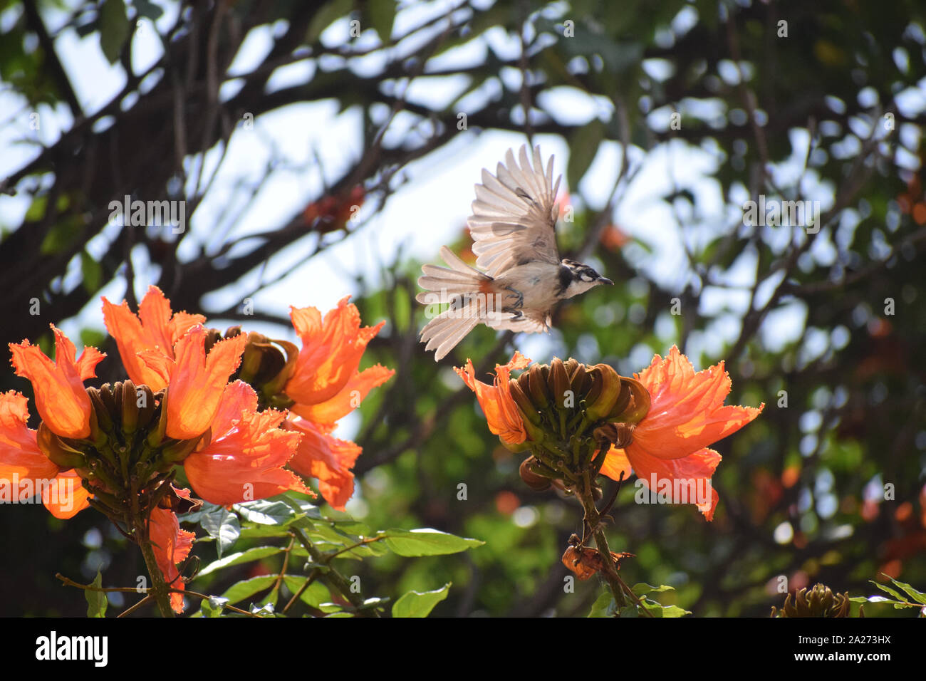 bulbul in flight Stock Photo - Alamy