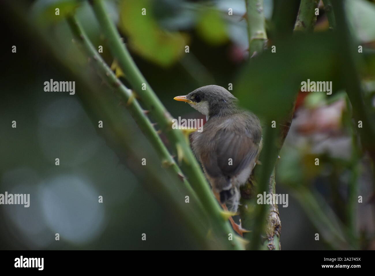 Oldworld bird hi-res stock photography and images - Alamy