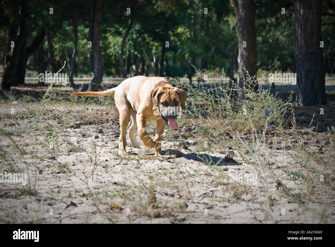 Happy dog running outdoor Stock Photo - Alamy